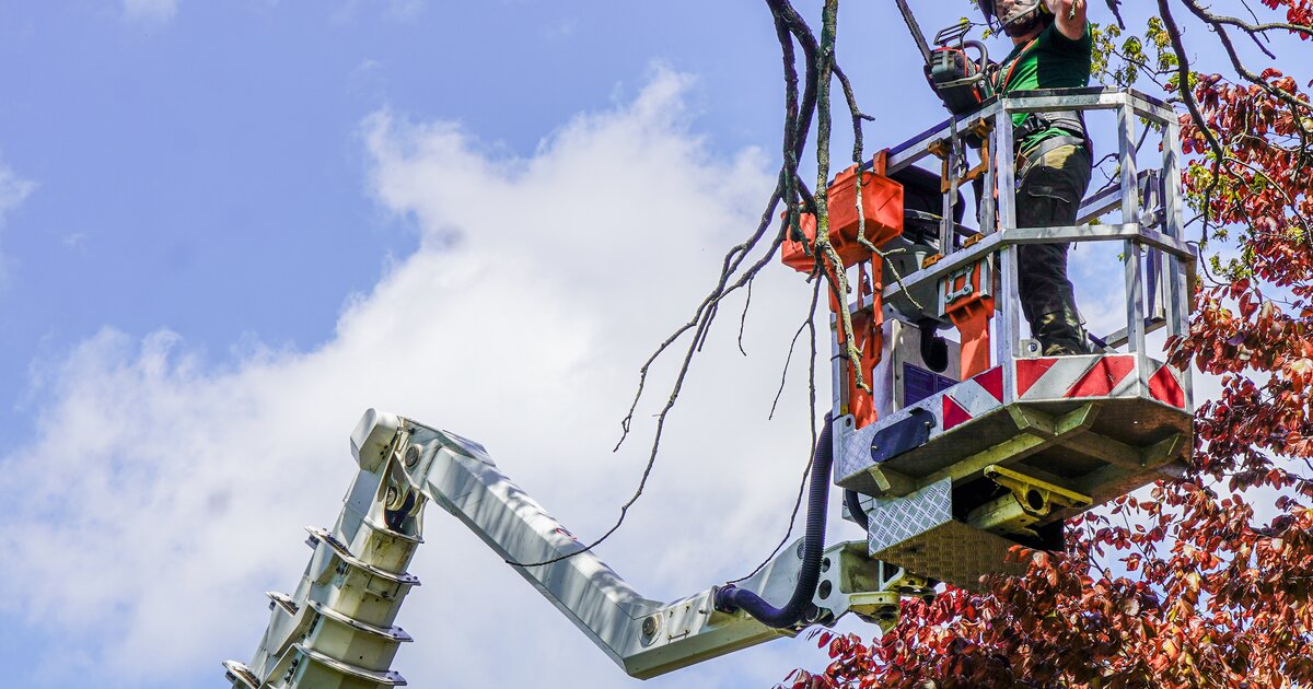 Aerial Work Platforms: Tree experts at work | PALFINGER