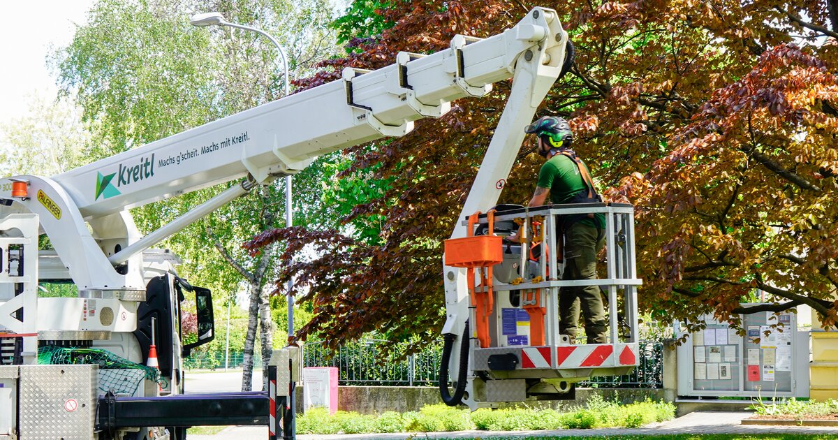 Aerial Work Platforms: Tree experts at work | PALFINGER